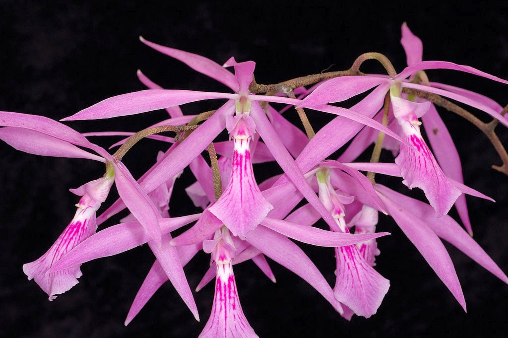 Get to know all about - Encyclia