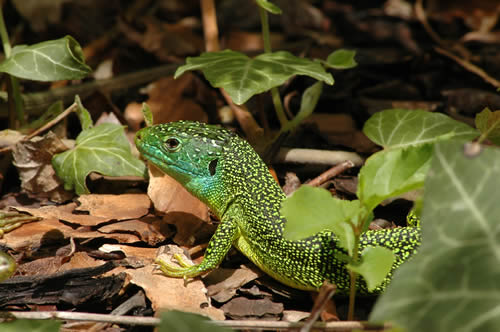 Animaux: Lézard