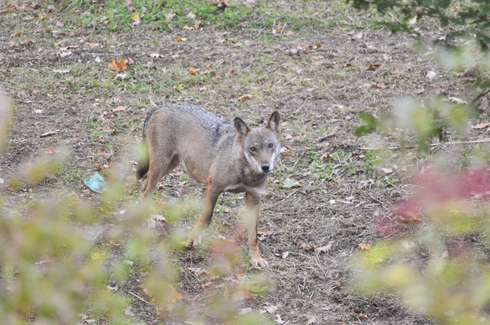 MARCHE SHIRE WILDLIFE: young wolf