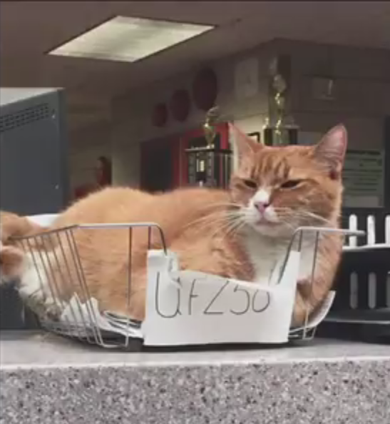 kenneth in the (212): NYPD Mascot Popo Dies at 11