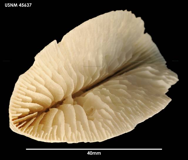 The Echinoblog: 10 of the WEIRDEST Antarctic Invertebrates!!