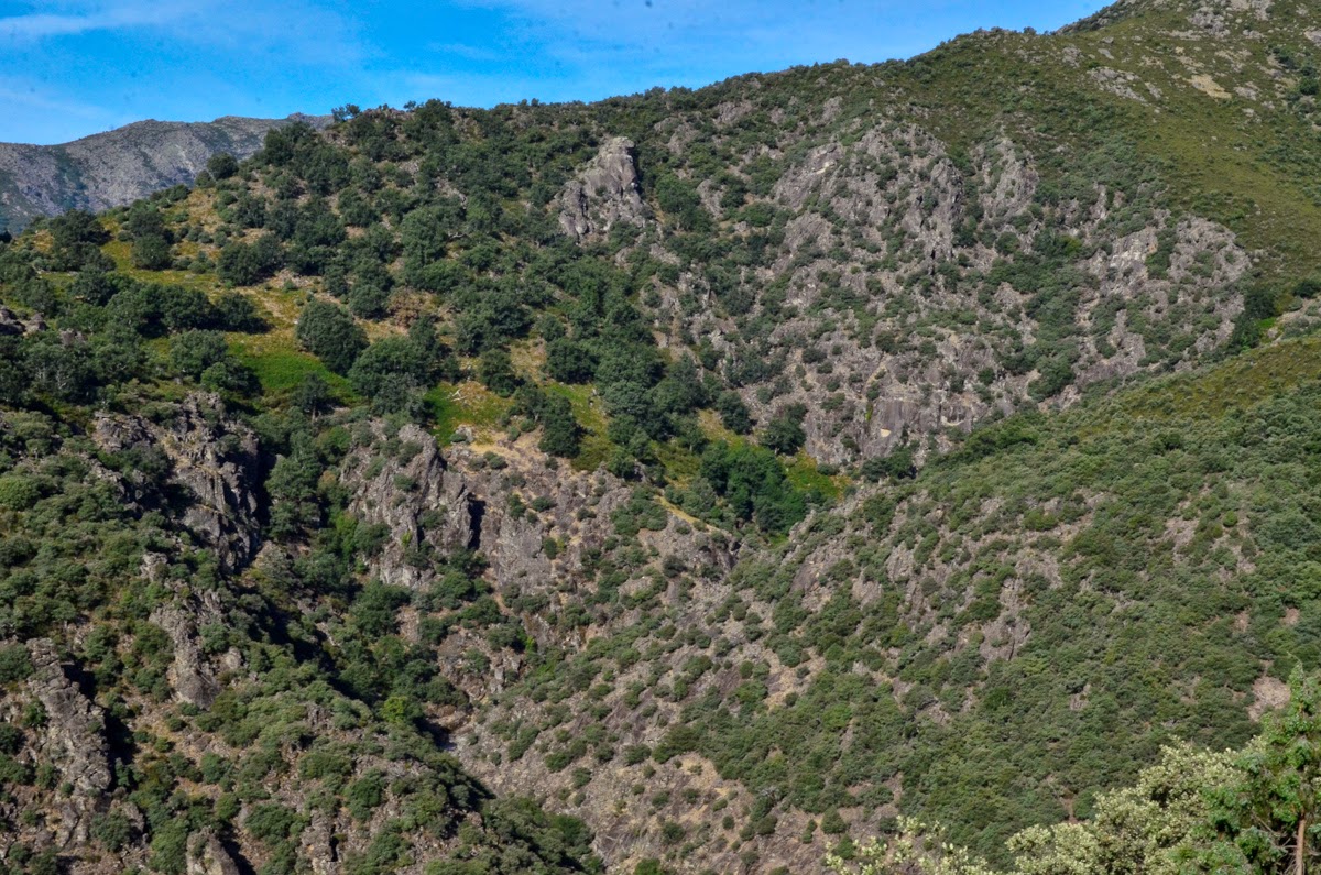 ALMANAQUE NATURAL: Los Encinares de Gredos