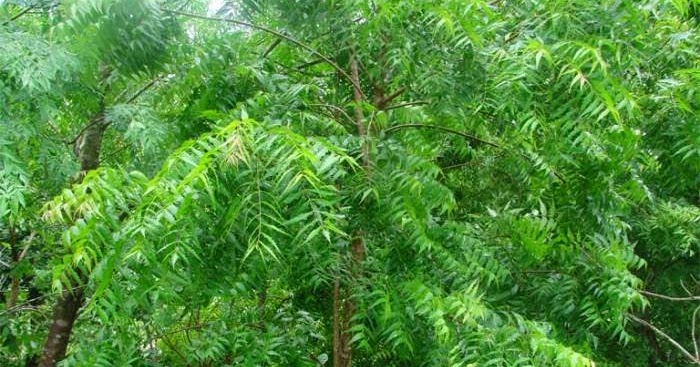 The Many Wonders Of The Neem Tree | Herbal Remedies For Everyone