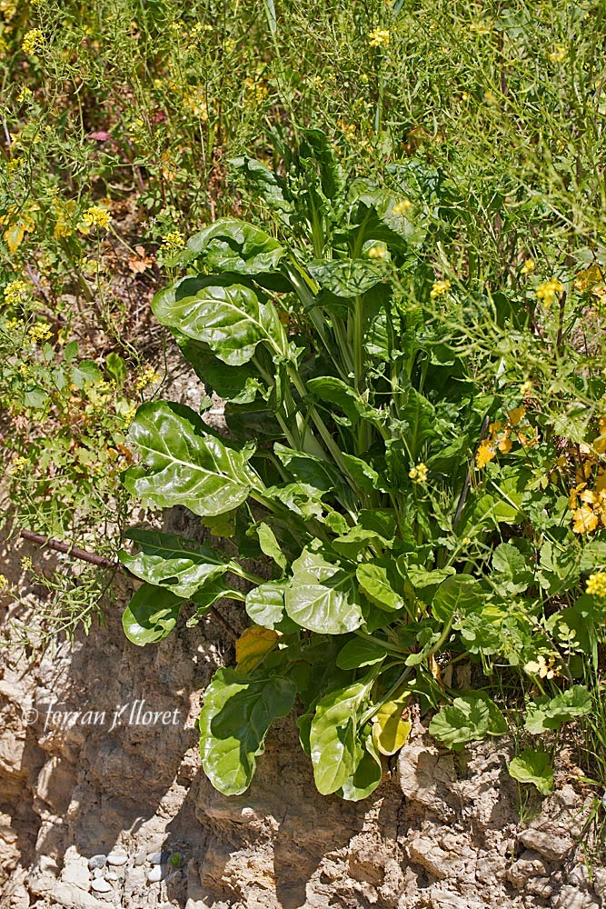 Flora de la Ribera d'Ebre: Bleda silvestre