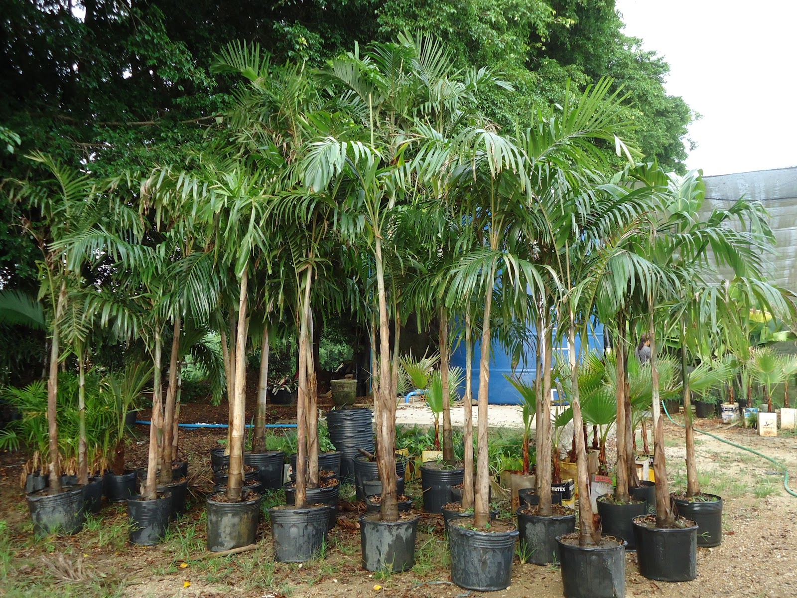 Trettel's Paisagismo: Palmito Juçara