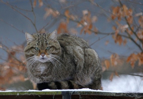 European Wildcat Amazing Facts & Photographs | The Wildlife