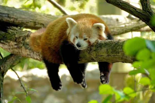 Red Panda