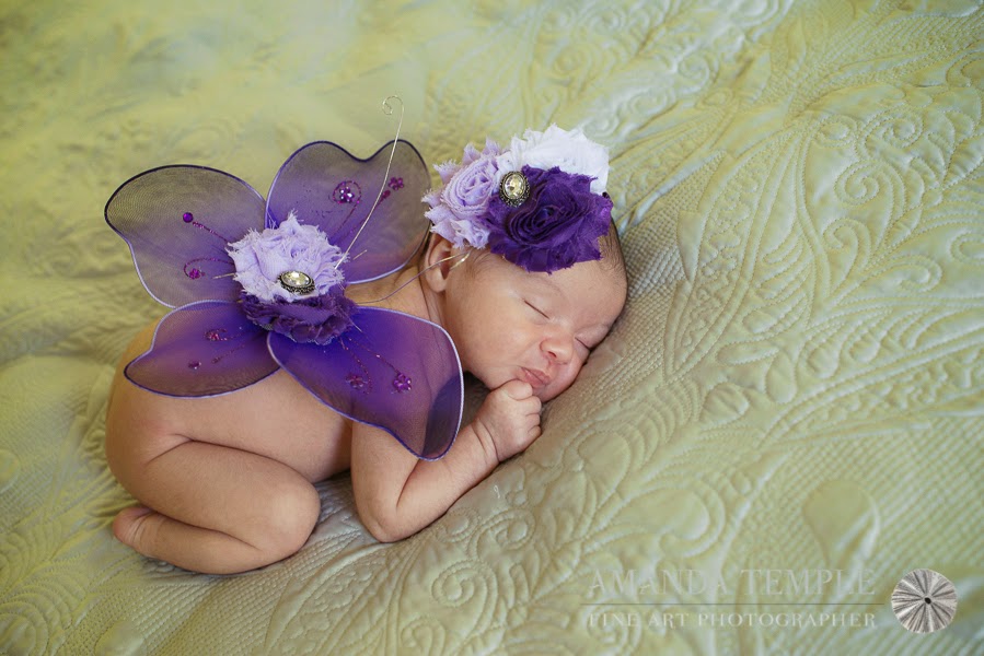 Bermuda Photographer - Amanda Temple: The Beautiful Baby Butterfly