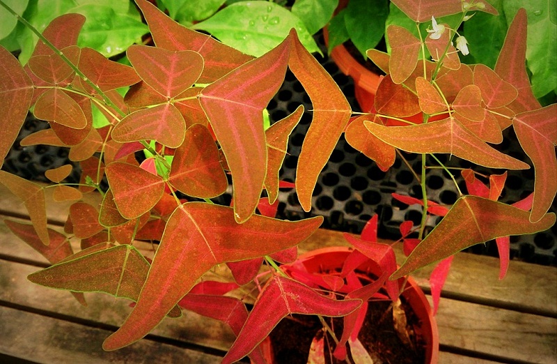 Daun Pokok Rerama Bernilai Tinggi - BinMuhammad