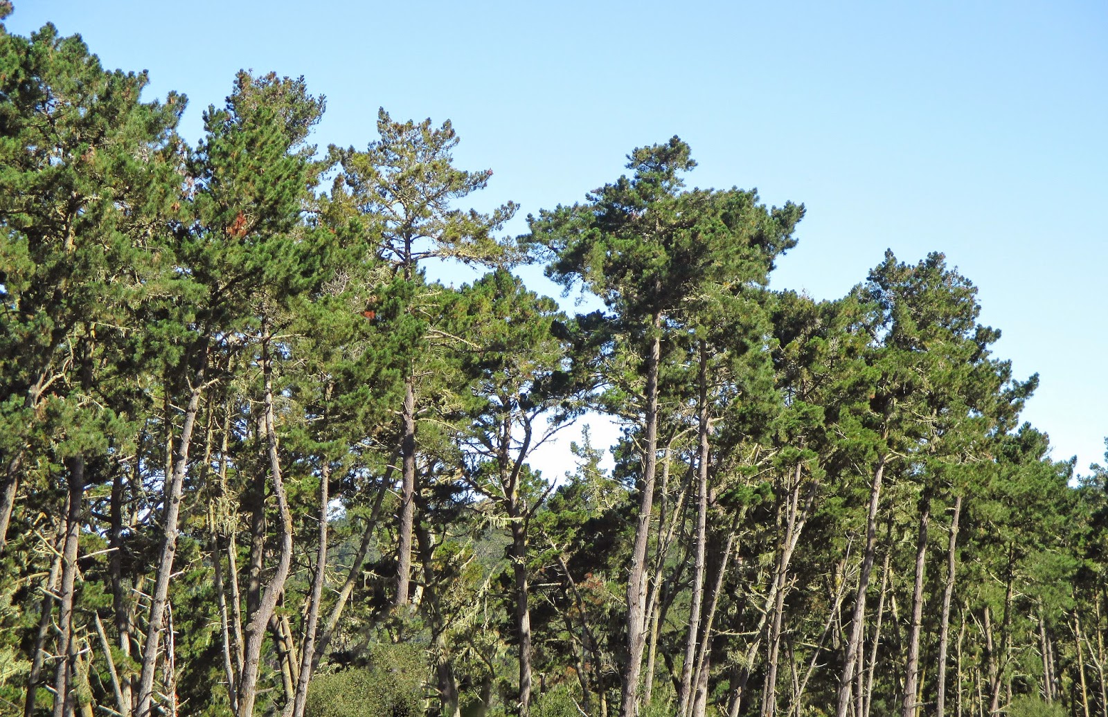 Friends of the Carmel Forest Tree Tour with Dr. Matt Ritter - June 2018