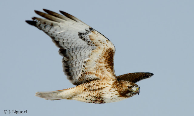 Raptor Identification and Photography: Sub-adult Accipiters?