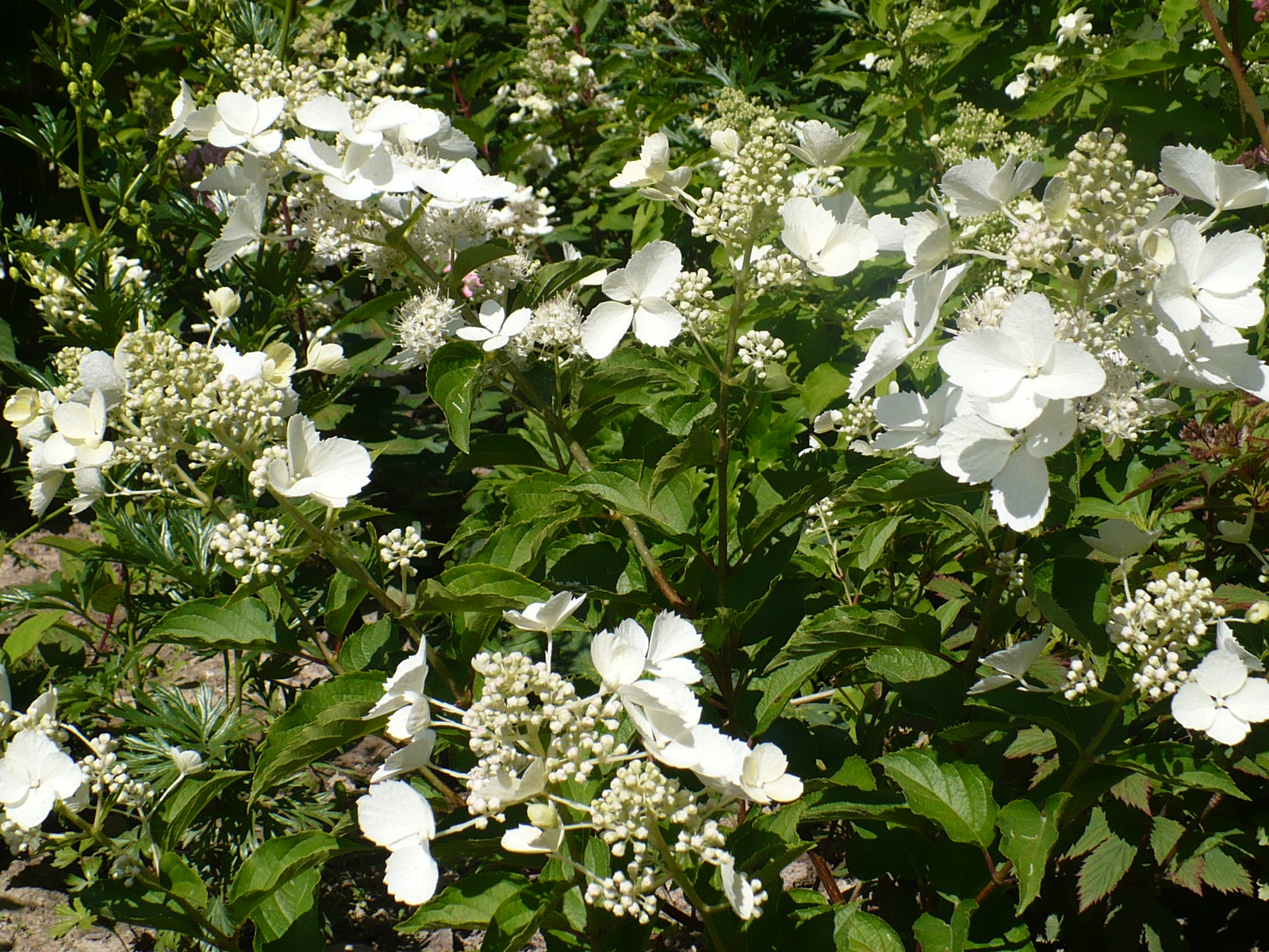 Hydrangea, Hortensja: Hydrangea paniculata (Hortensja bukietowa)' White ...