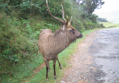 World of Traval: Horton place & End of World - Sri lanka