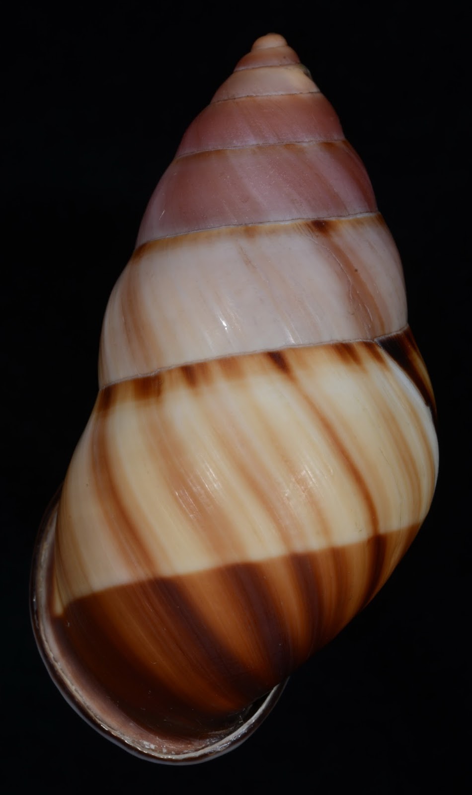 Dr. Lee's Gallery Museum: Amphidromus inversus annamiticus 51.78mm ...