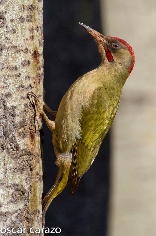 AVESANTURTZI: PITO REAL