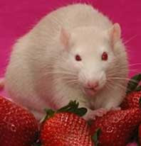 Progressive Charlestown: Good for stressed rats, good for you