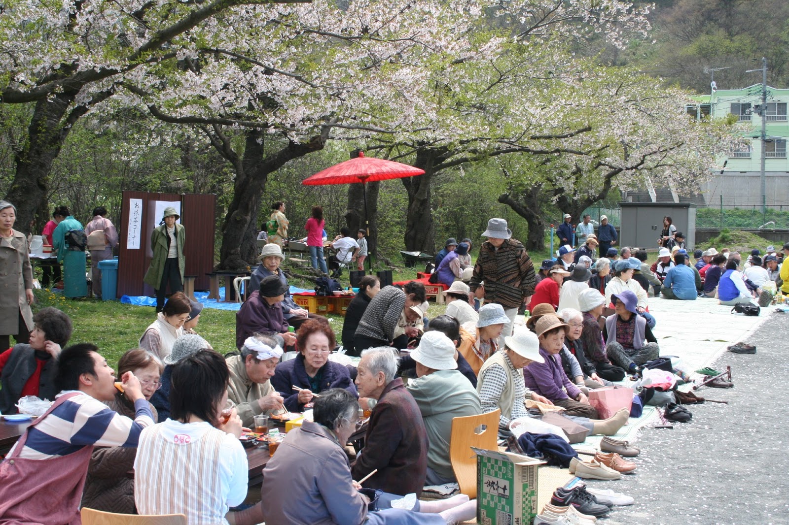What a Feeling Japan: 花見 hanami ~ Enjoy the cherry blossoms!