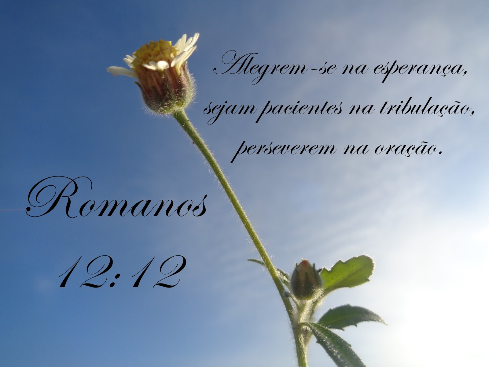 Terezinha Tavares: Romanos 12:12