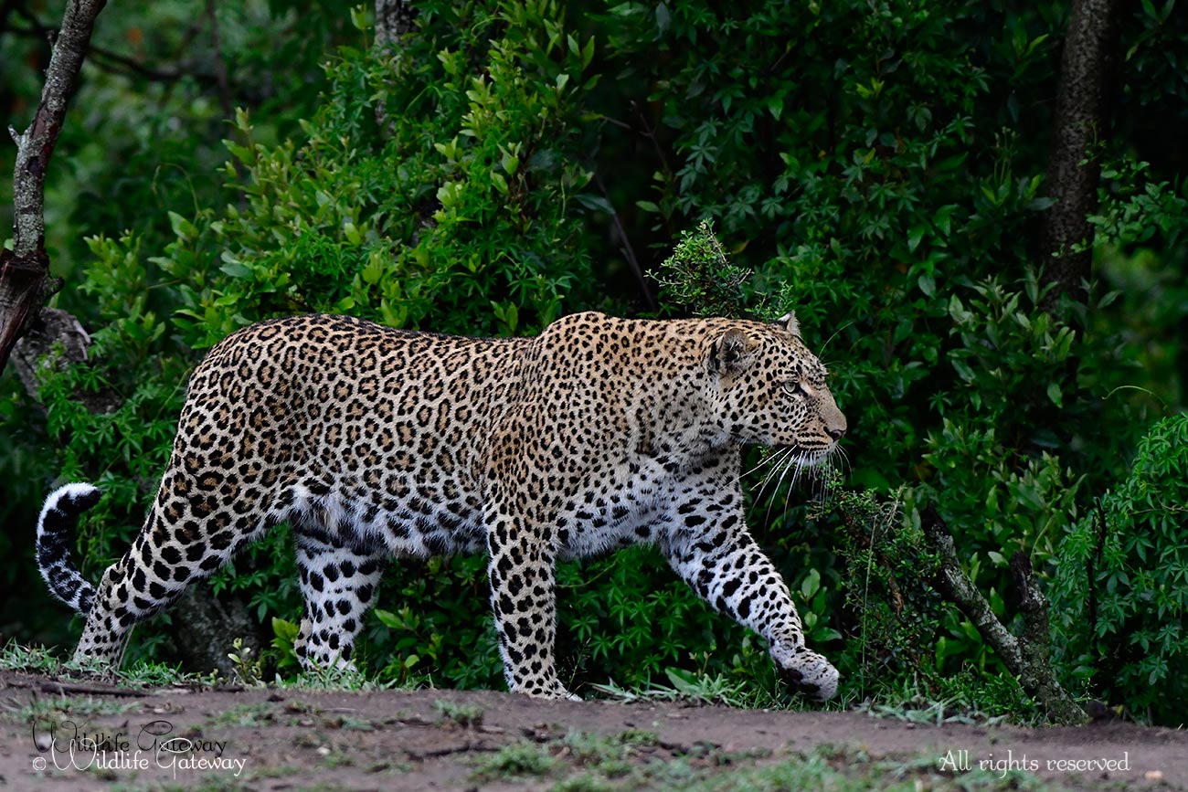WILDLIFE GATEWAY: Léopard