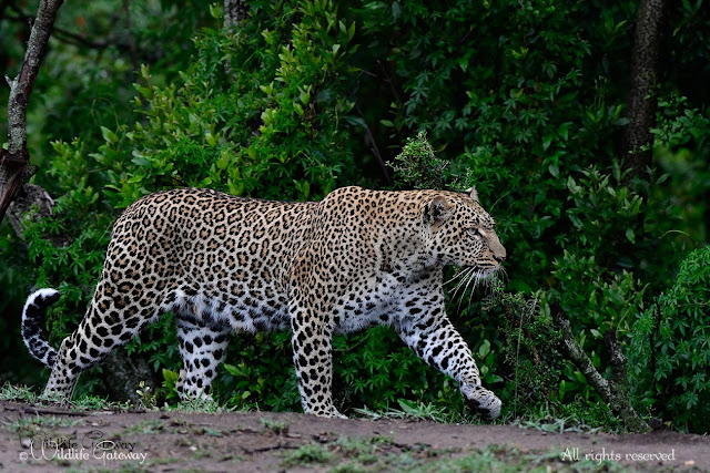 WILDLIFE GATEWAY: Léopard
