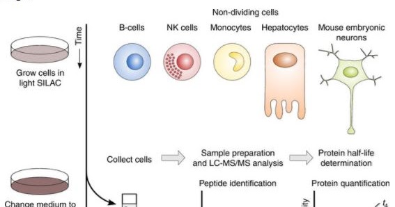 News in Proteomics Research: Systematic analysis of protein turnover in ...