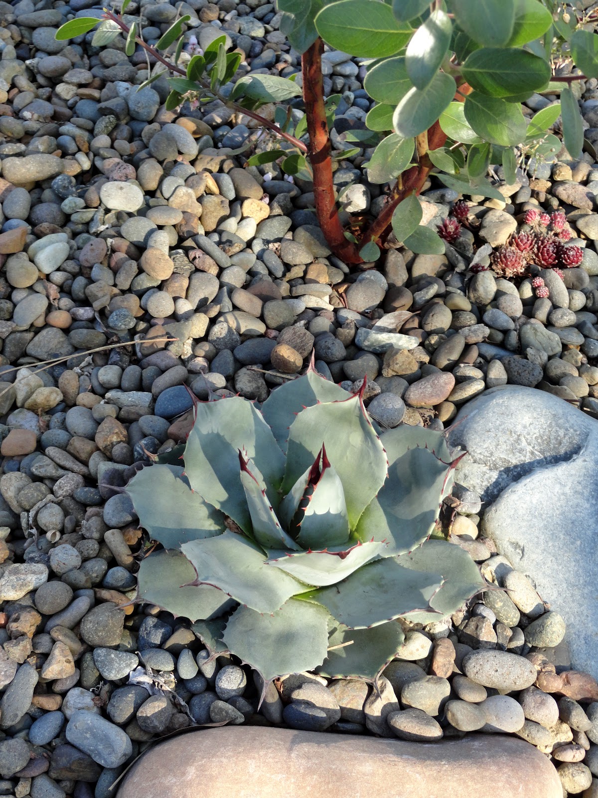 danger garden: April Agave update…