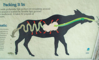 Digestive Tracks of Different Animals
