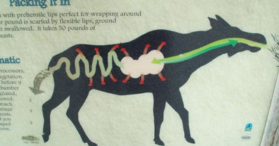 Digestive Tracks of Different Animals