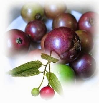 Start Your Home ORGANIC Vegetable Garden: Aratilis Health Benefits