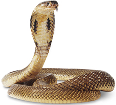 Vantinti Chitkalu: పాములుంటాయ్‌.. జాగ్రత్త..! | With the Rains come ...