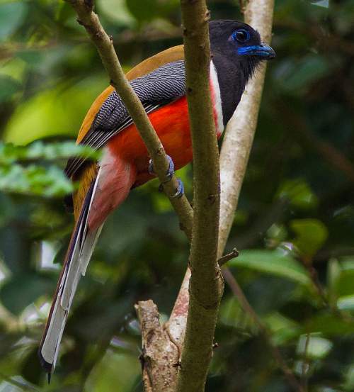 Malabar trogon | Birds of India | Bird World