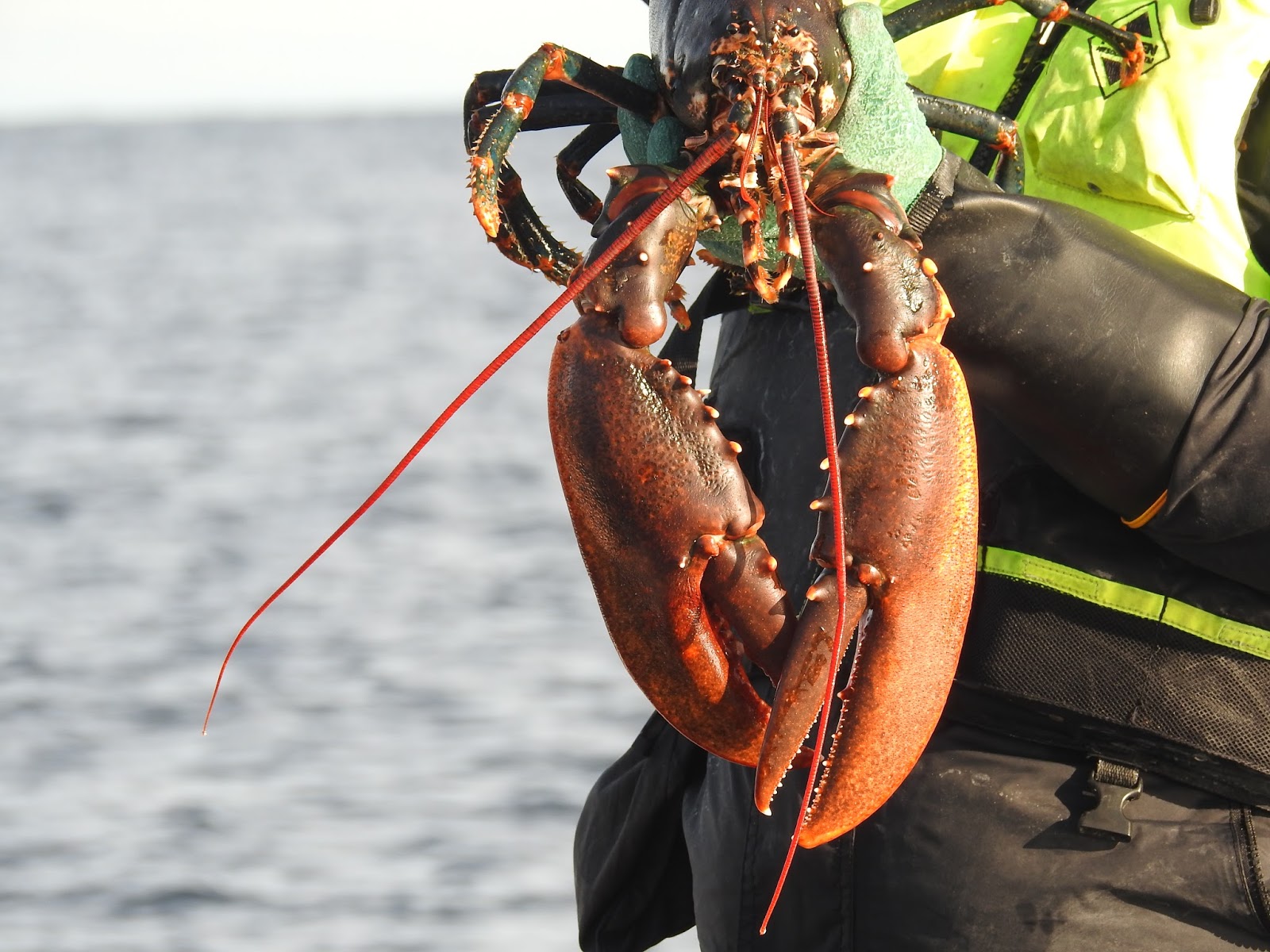 Velkommen til havfisken.: Da er årets hummerfiske godt igang.