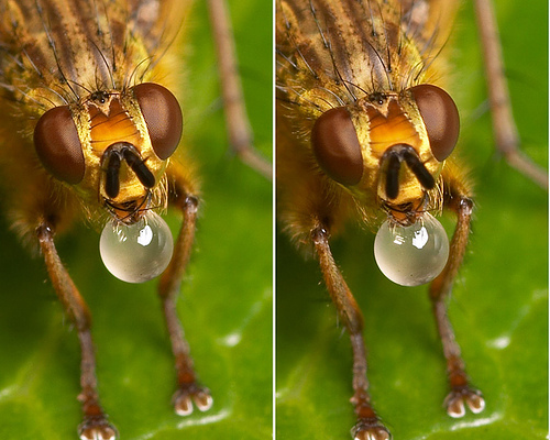 3D Pictures Cross-Eyed Method: 3D - Cross-Eyed Method - Best Pictures