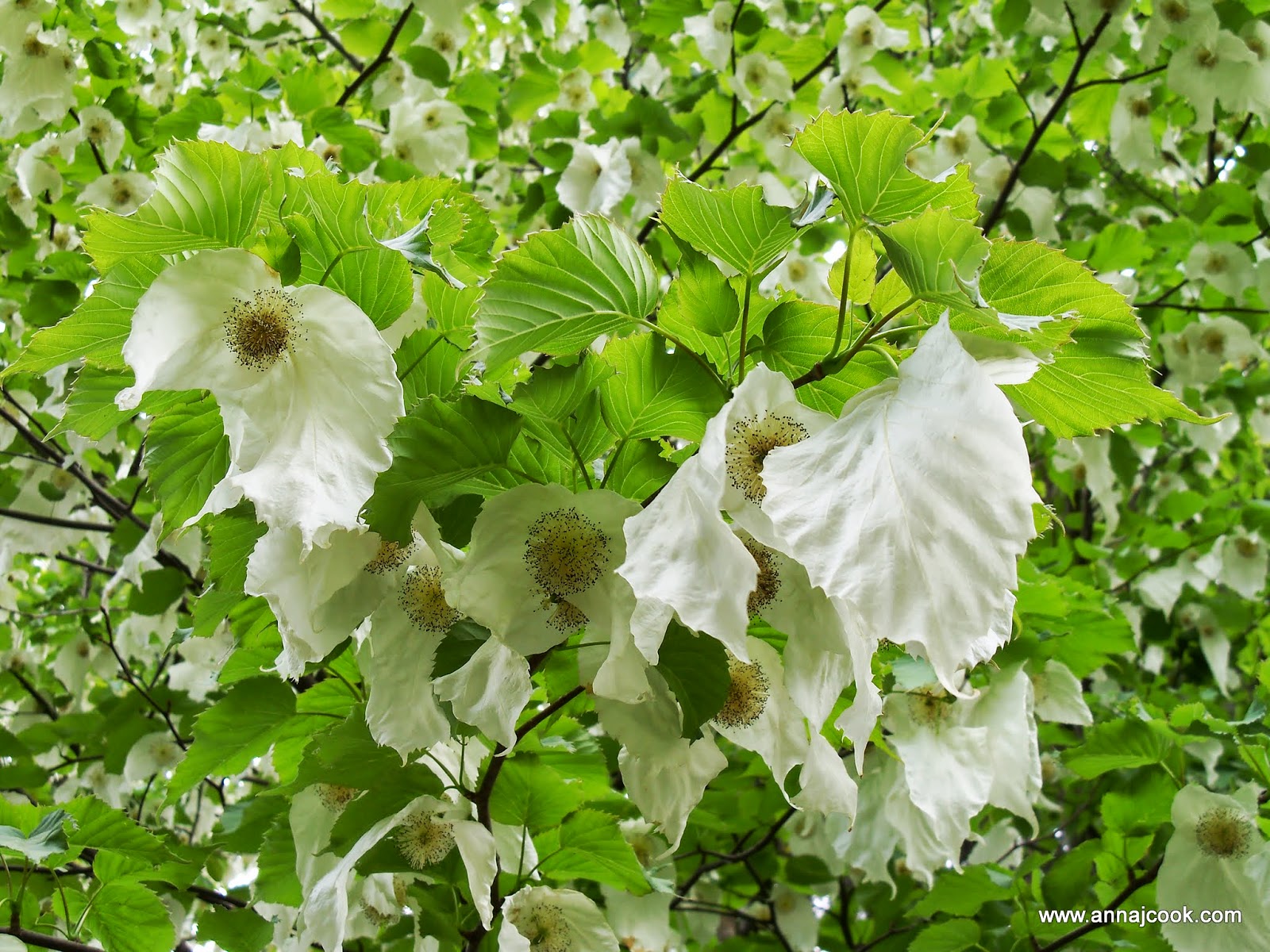 the feminist librarian: from the neighborhood: arnold arboretum