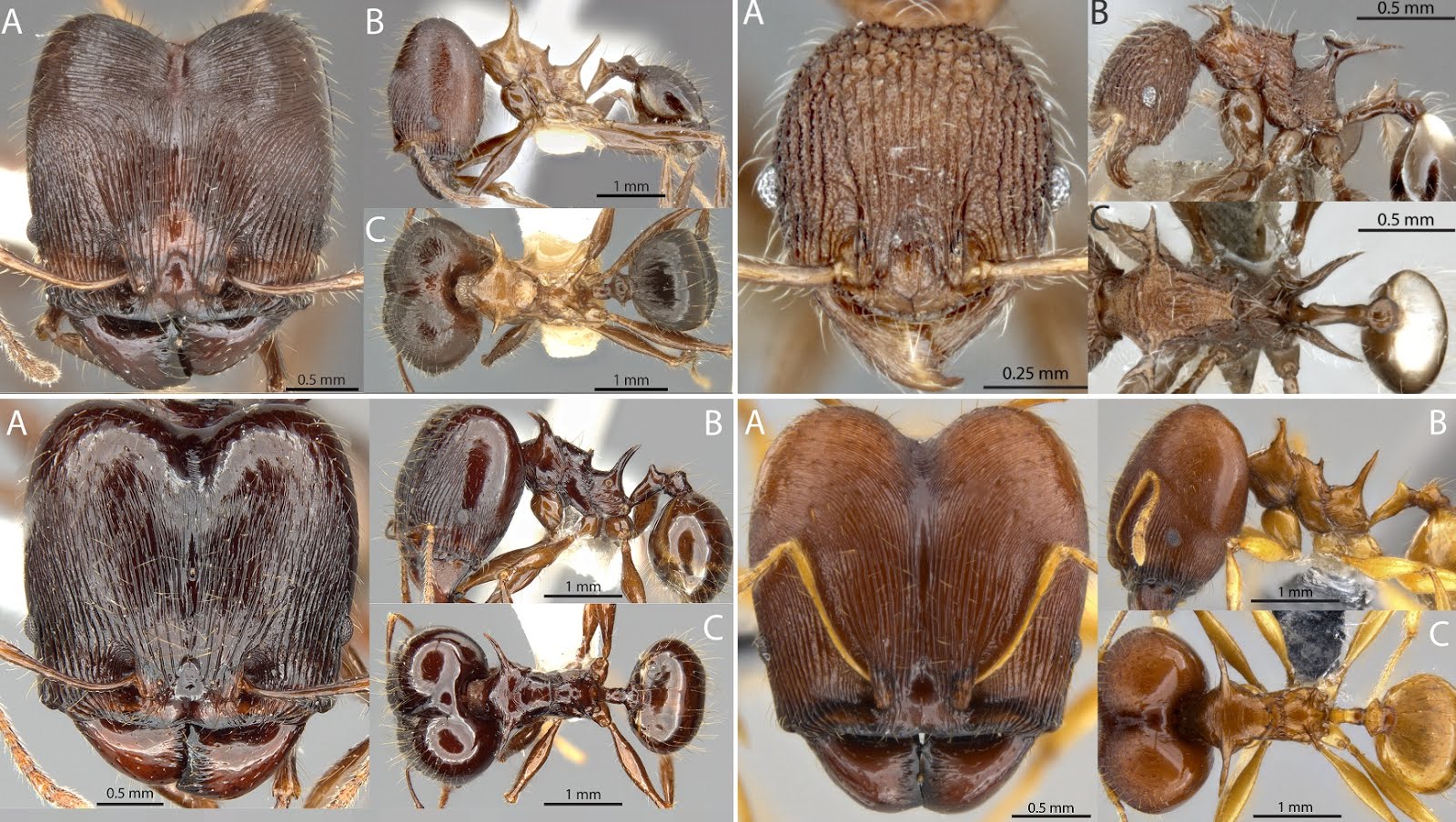 Species New to Science: [Entomology • 2016] Pheidole drogon & P ...