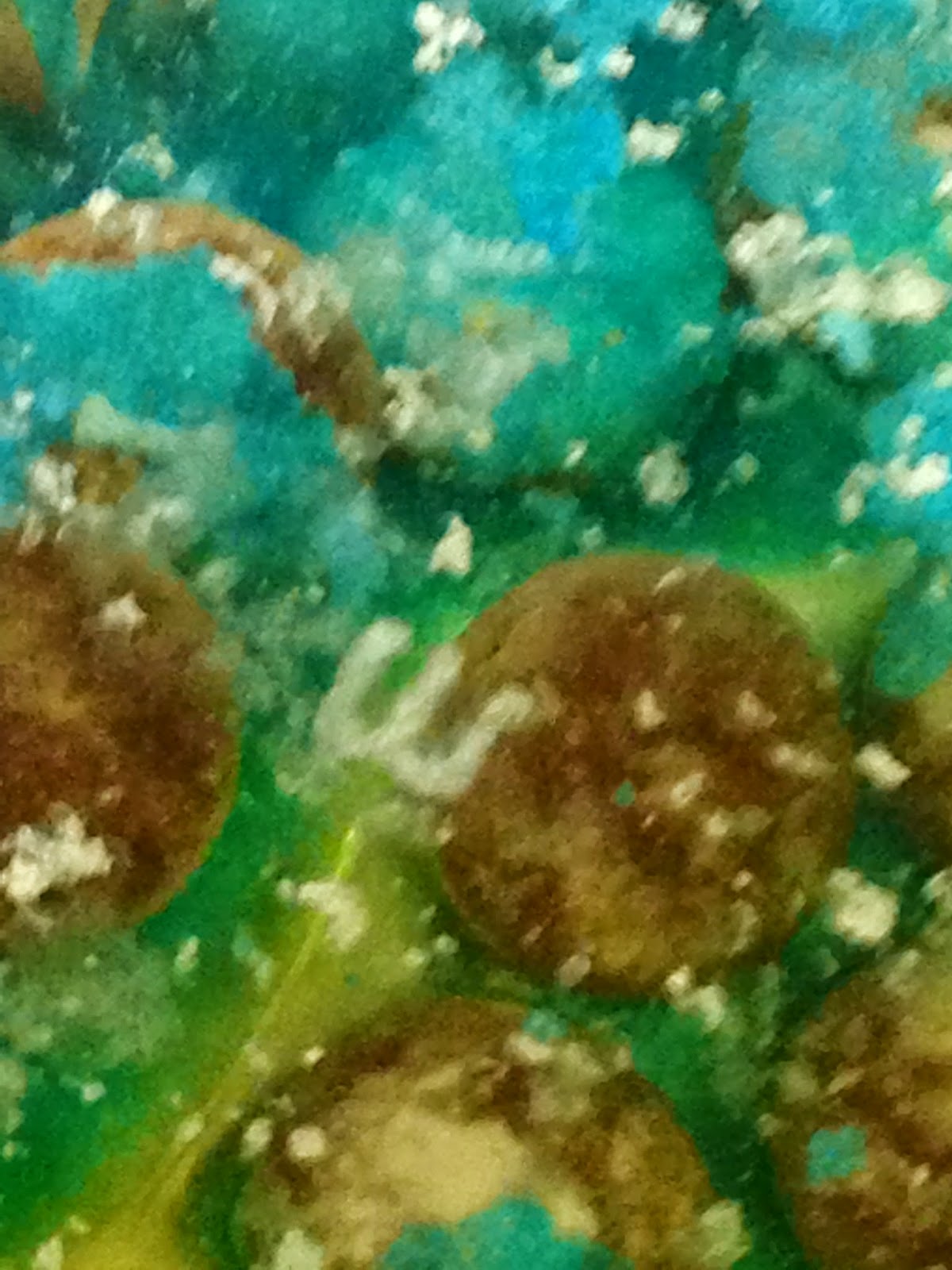 Maggie's Big Home: Inquiry - The Great M&M Experiment