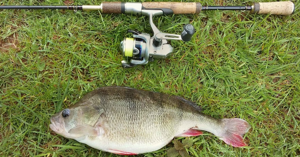 The Lure of Angling: Just one fish.