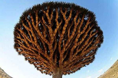 Rajib's Collection: Unusual Shape of Trees