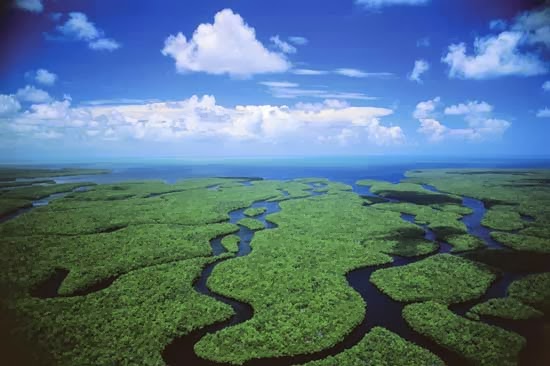 Florida Everglades Ecosystem: Future of the Everglades Florida Everglades Ecosystem: Future of the Everglades