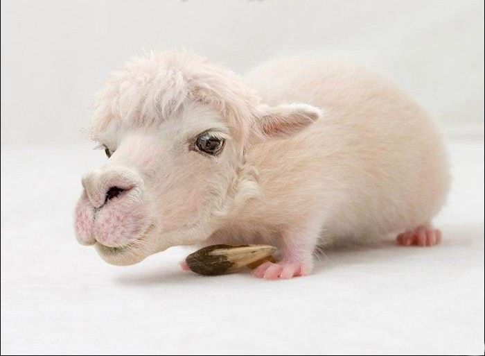 Amaze Pics & Vids: Unreal Animals - Photoshop Creativity...