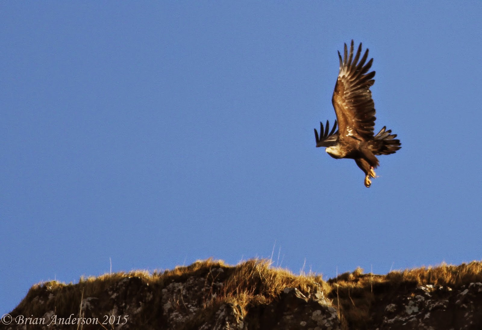 Brian's birding blog: White-tailed Sea Eagle Scotland