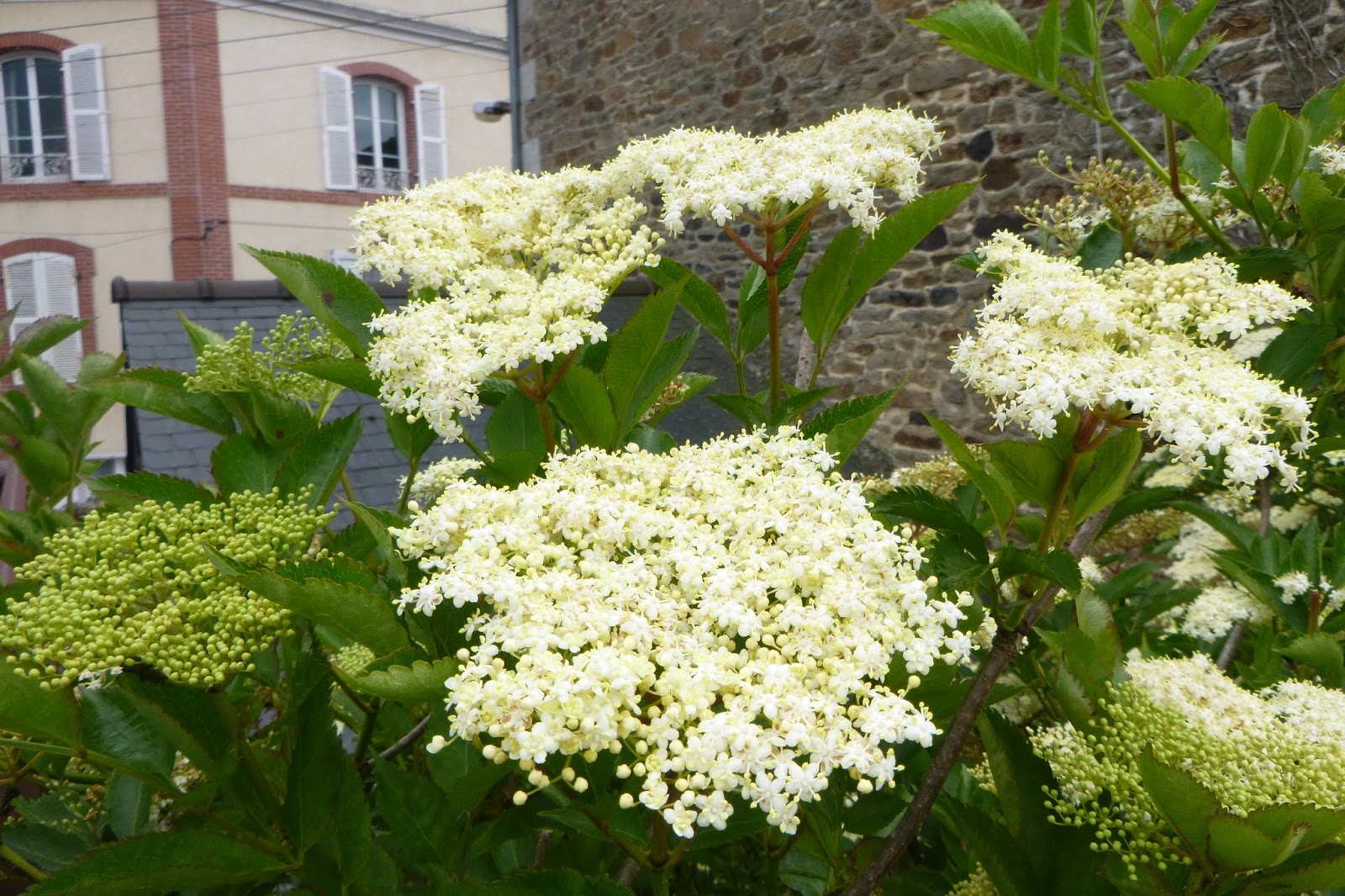 The Urbane Forager: Elderflowers