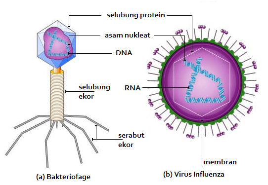 Siklus Hidup dan Peranan Virus - MAHKOTA SAINS Siklus Hidup dan Peranan Virus - MAHKOTA SAINS