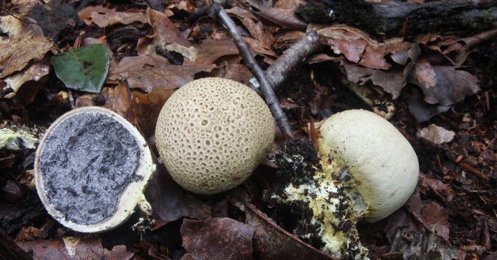 El mundo microscópico de los hongos: Scleroderma citrinum Pers.