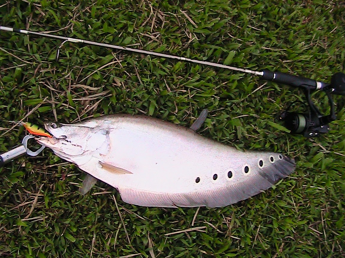 Haruan Sakit: Casting ikan baung dan ikan belida. #throwback