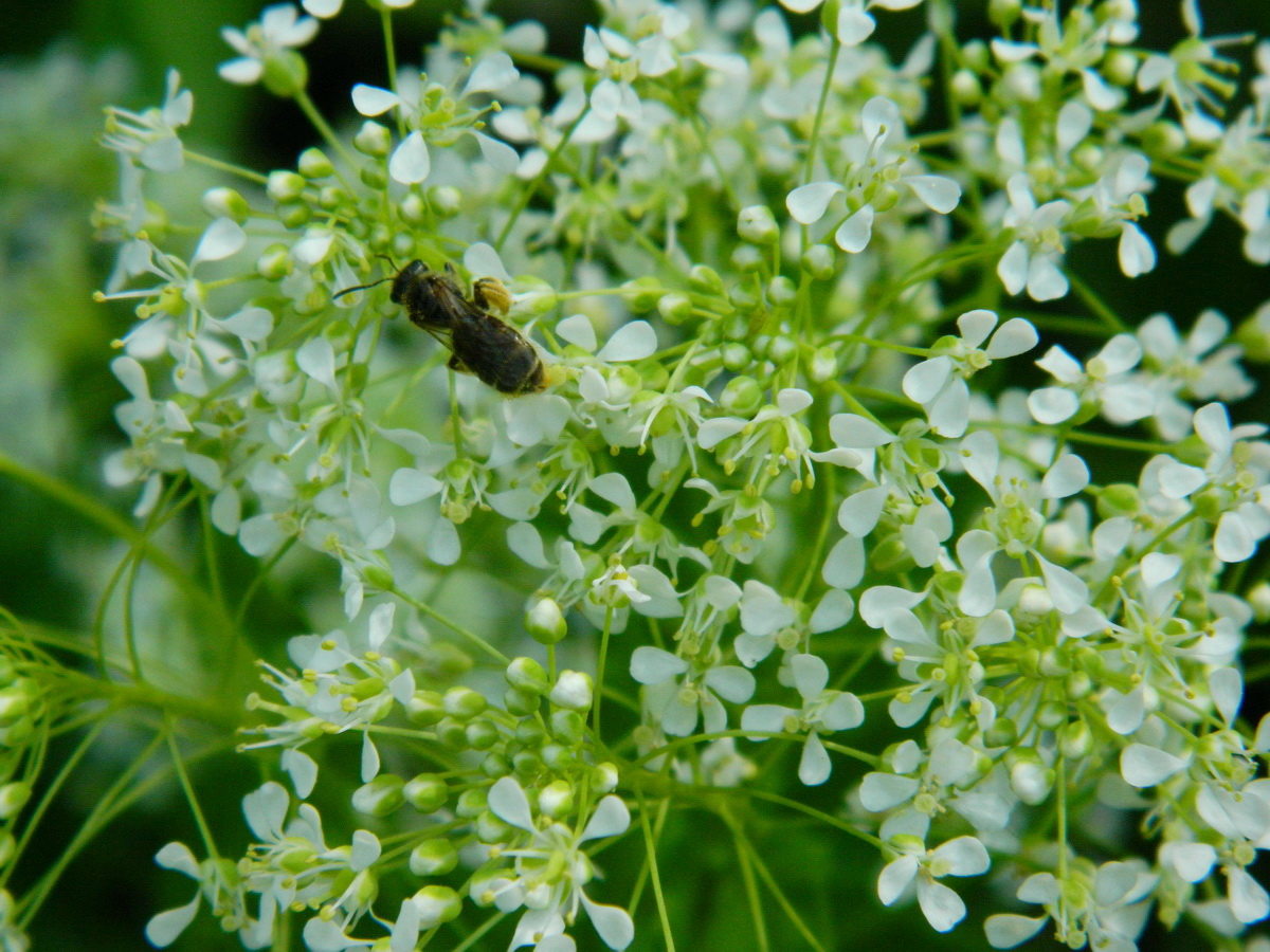 LA MULTI ANI, ROMANIA!: Flori albe de camp