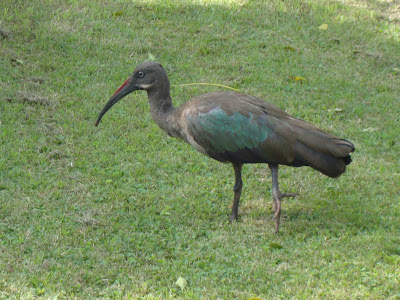 Dodo | Info-History and Photos | The Wildlife