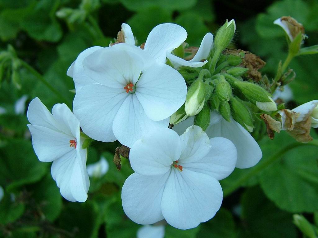 Flower Homes: Beautiful White Flowers