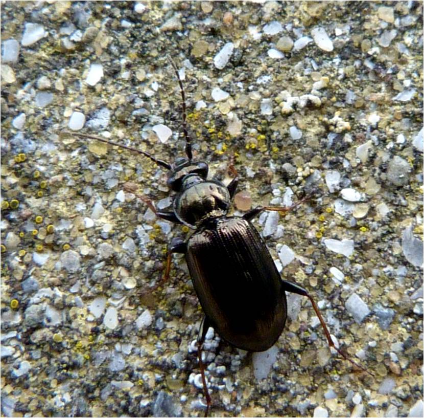 Insects of Scotland: Other Beetles