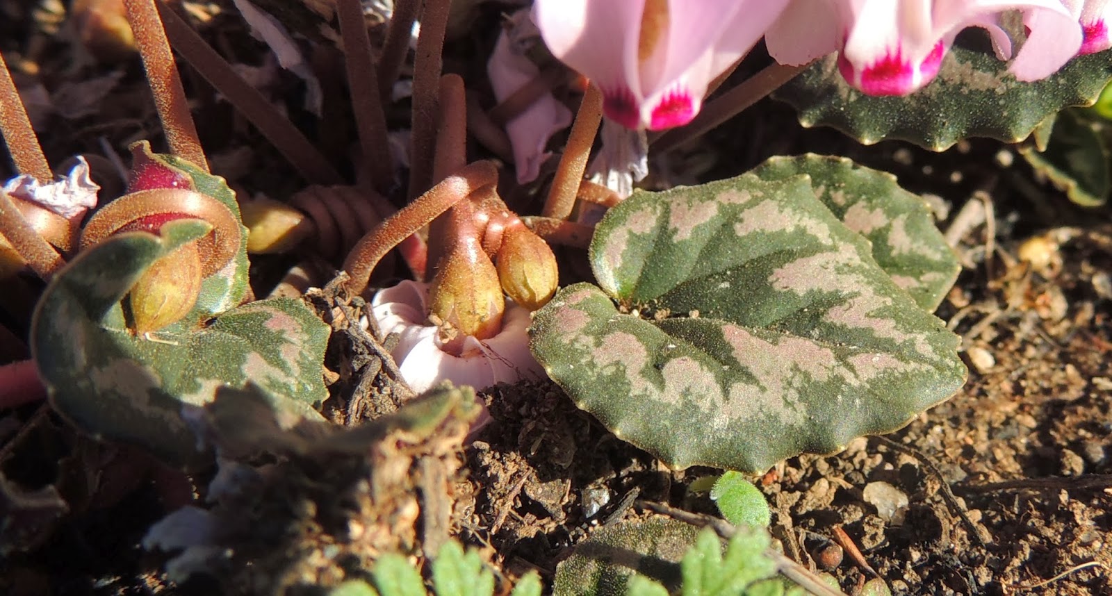 AFYON'UN MUHTEŞEM SİKLAMENLERİ (Cyclamen mirabile)